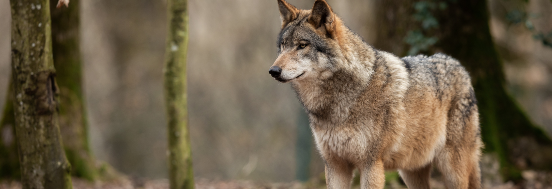 Kranker Wolf oberhalb von Bad Ragaz erlöst | sg.ch